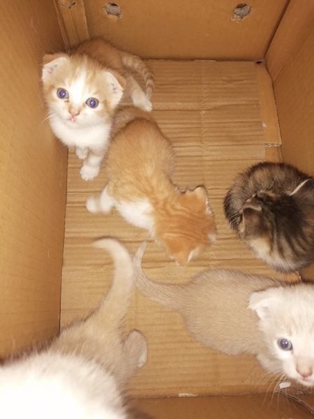 Продаётся беременная кошка скотиш - фолд.