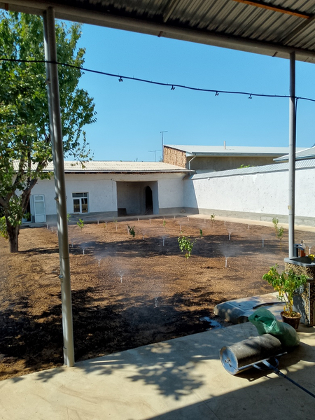 Газон посевной и рулоны