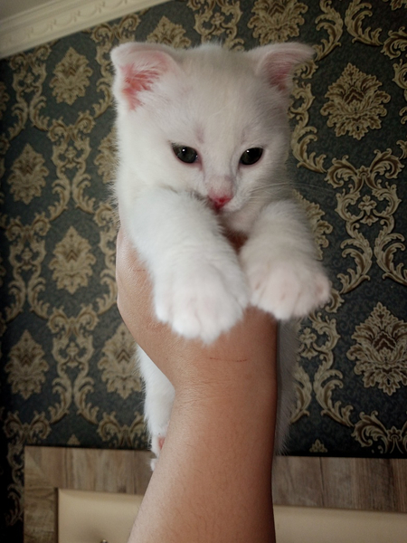 Продается котенок
