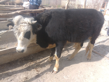 Buxopo vobkent tumani