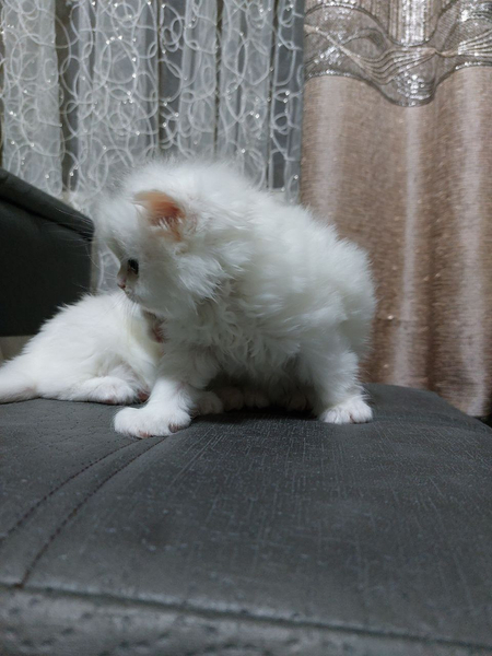 Продаются котята 4 шт