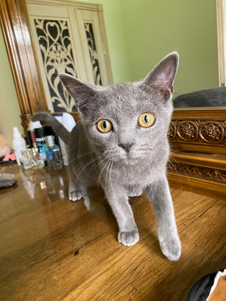 Котёнок скотиш  страйт