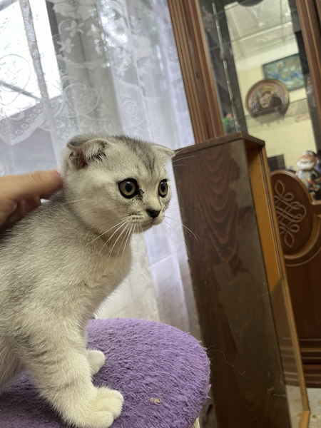Шотланскте котята