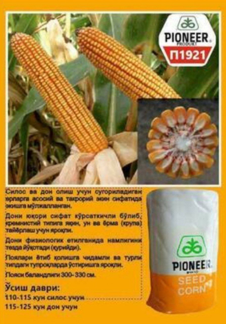Makkajoxori urugi sotiladi PIONEER P1921