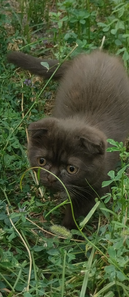 скотиш фолд сотилади