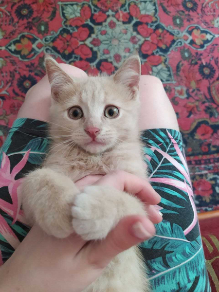 Пристраиваются симпотяги котята