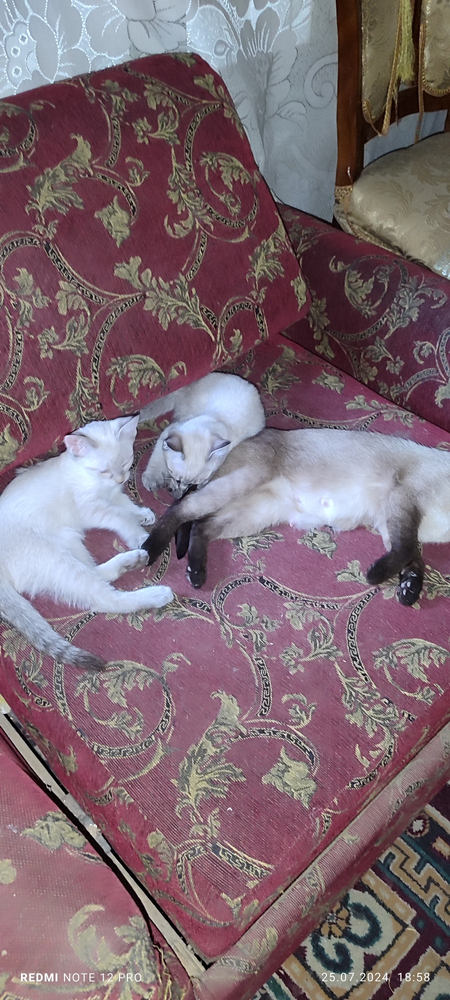 Сиамские Котята мама привезён из Дубая