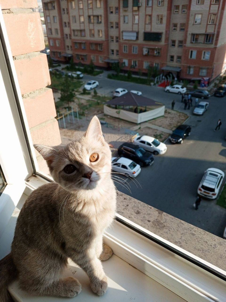 Продается  6 месячная кошка