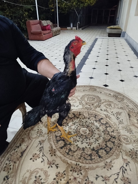 Dakan xorozlar koreya elchu