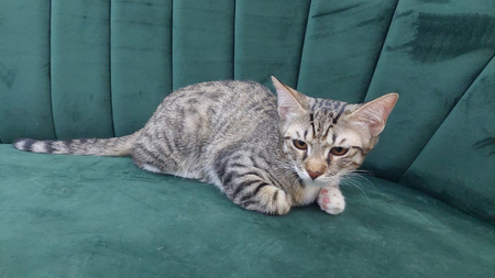 Котёнок красавец мальчик. В Ташкент