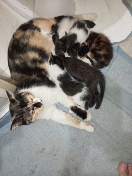 Отдаем даром котят
