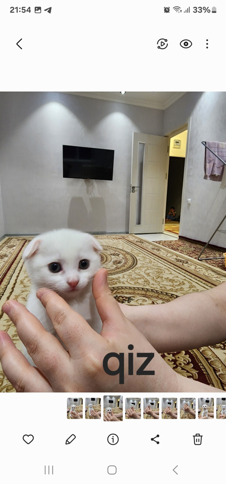 Зотдор ойноки мушукчалар
