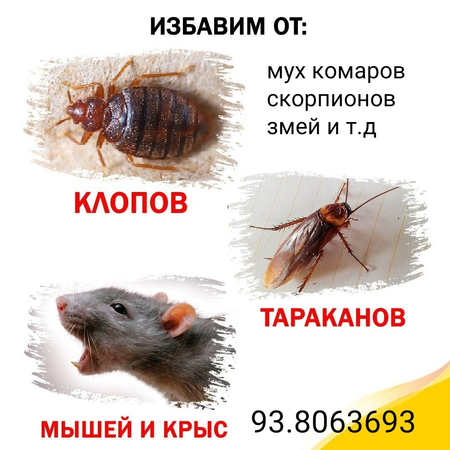 Дезинфекция клопов Dezenfeksiya тараканов и dezinfeksiya дезинсекция