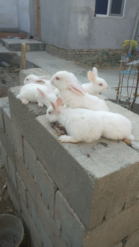 Shirintoy quyon bolalari va katta quyonlar
