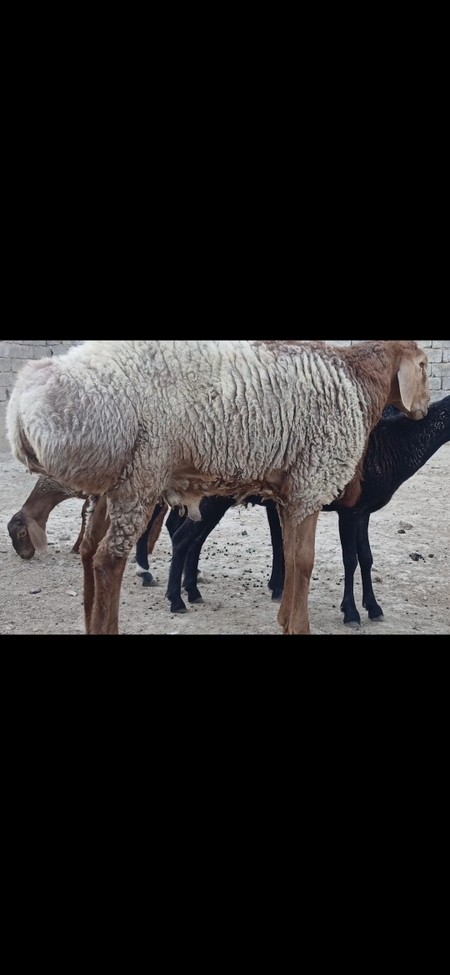 Qõçqor, Кучкор , Баран производитель.