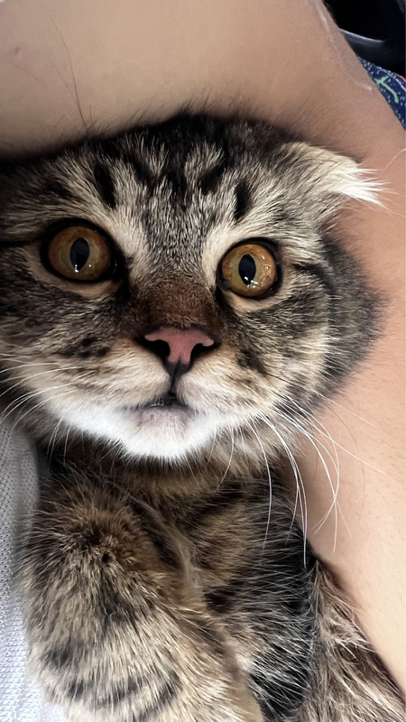 Кошка скоч.