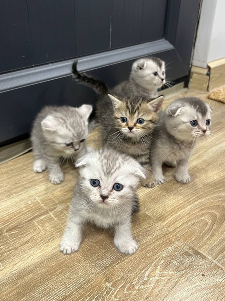 Продаются кошки в хорошие руки