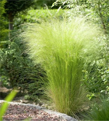 Ковыль красивейший (Stipa pulcherrima)