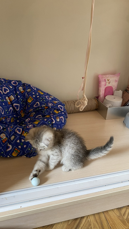 Котенок мальчик/Огил бола мушукча