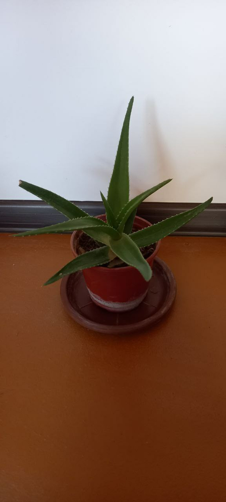 Xona oʻsimliklari