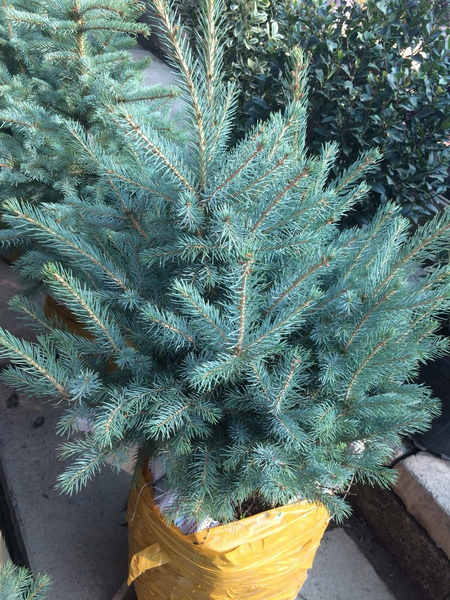 Chet el gullari bor barbaris