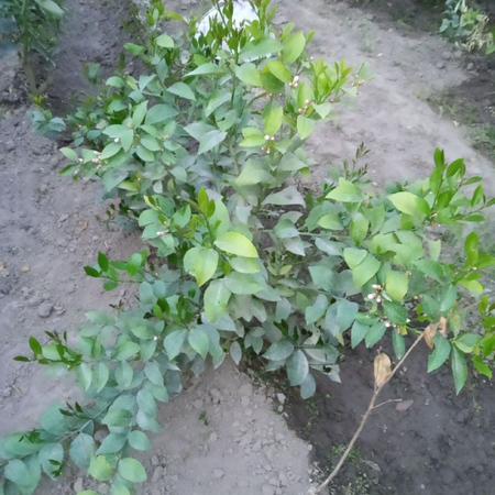 Лимон кўчат сотамиз