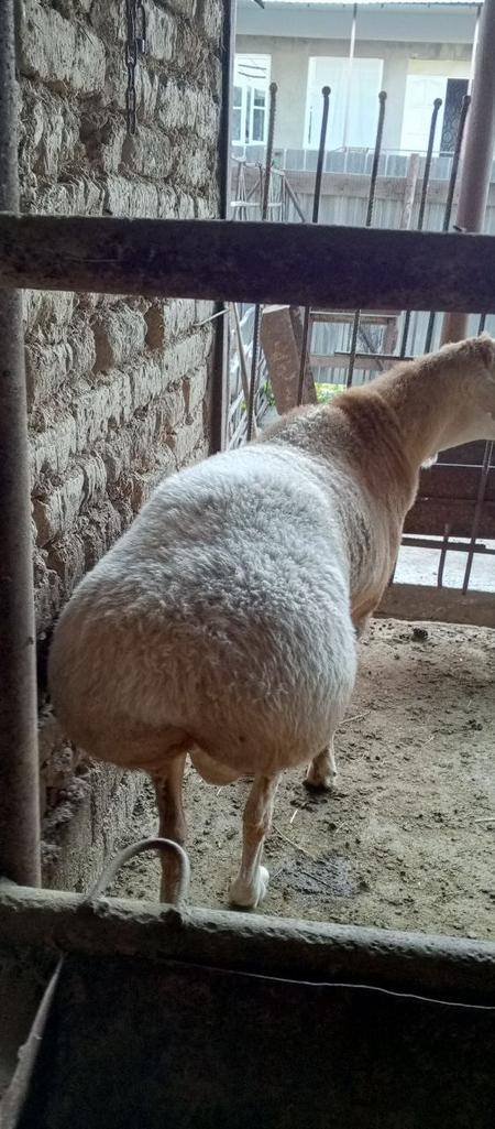 Koʻchqor edilbay toza nasildor
