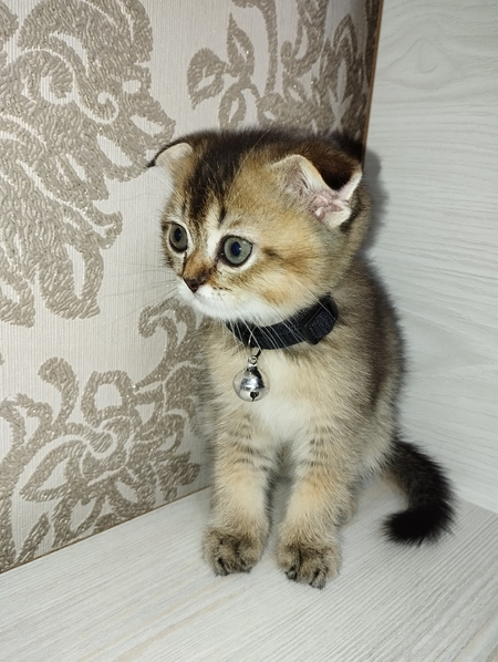 Котенок скотиш  фолд шинш 1.5 месяца