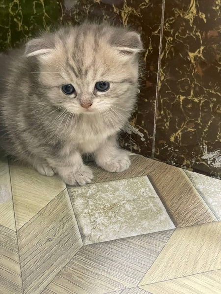 Toza zotli mushuklar