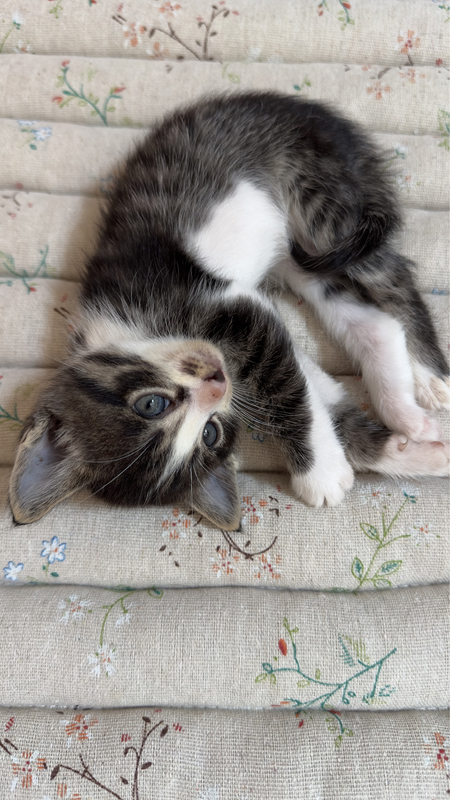 Котята в хорошие руки! Бесплатно!