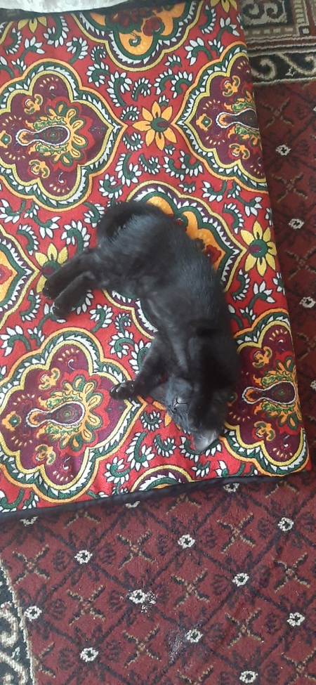 Котята бесплатно.В ДОБРЫЕ РУКИ
