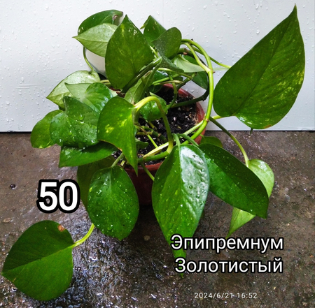 Комнатные цветы .