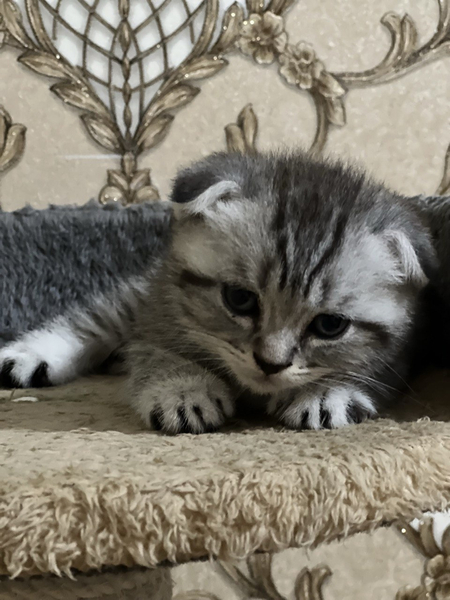 Мальчик и девочка котята золотистая шиншилла табби страйт и фолд