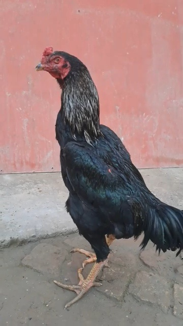 April juja sotuvda yaxshi narsa 4.5 kg