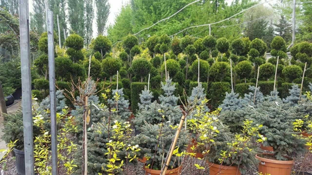 Gazon ekamiz, archa kesamiz, palif qilamiz