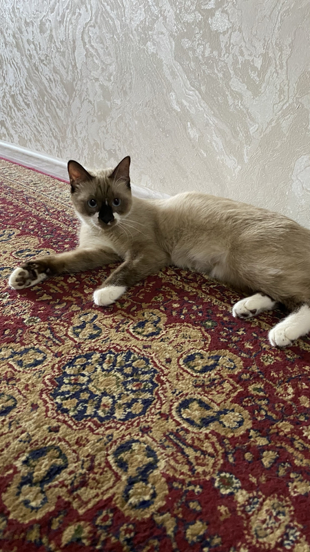 Сиямский мушу сотилади
