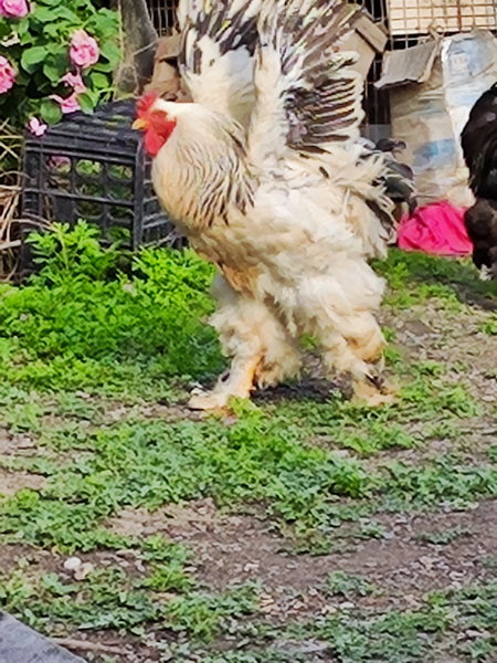 Петухи , породы Брама