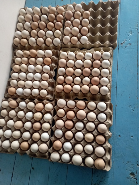 damashni tuxumga zakas olamiz  1500 sum