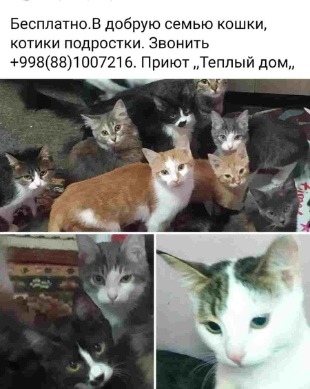 Бесплатно. Котята Щенки Подростки