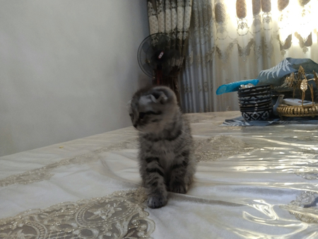 Продаётся котёнок
