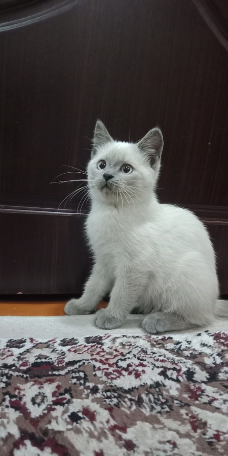 Продаются котята и кошка вислоухие