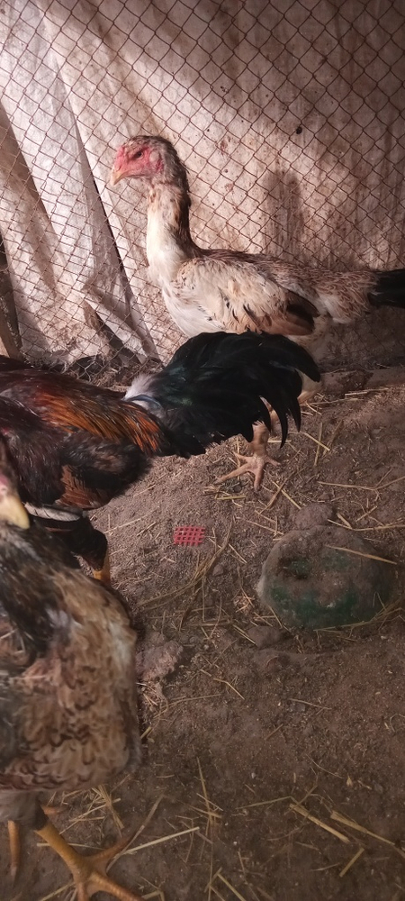 Qoni toza kulangi xòroz VA tovuqlar tezda sotiladi