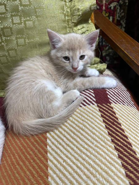Бесплатно в хорошие руки котята