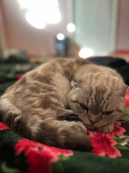 SCOTTISH FOLD mushugi sotiladi
