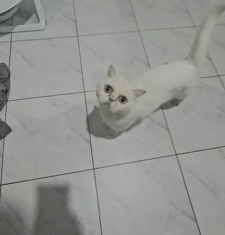 Biritan oq kòzi kòk