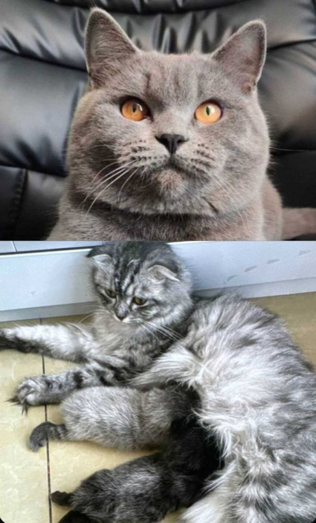 Продаю Котят пародистых