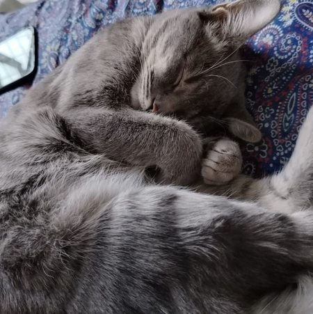 Кошка пропала серая