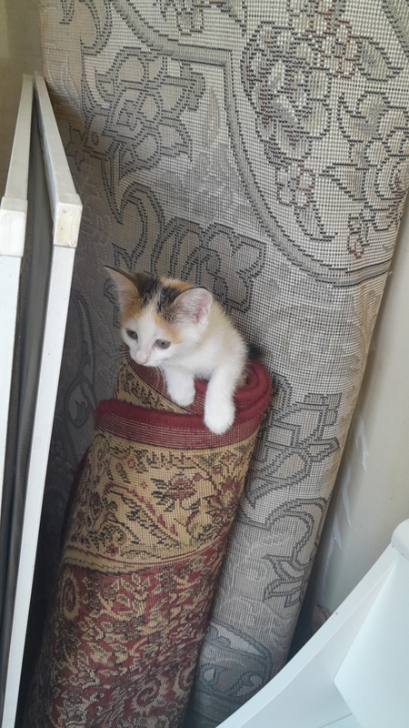 Котенок 2 месяца девочка