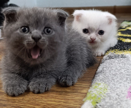 Продаются котята породы скоттиш страйт, скоттиш фолд!