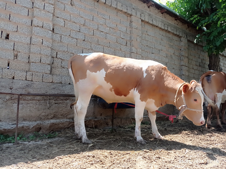 7 oylik homilador zotdor mol